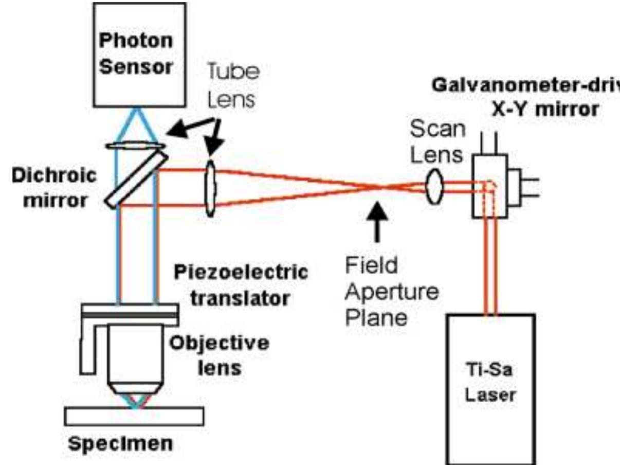 Schematic of a typical two-photon microscope. the excitation