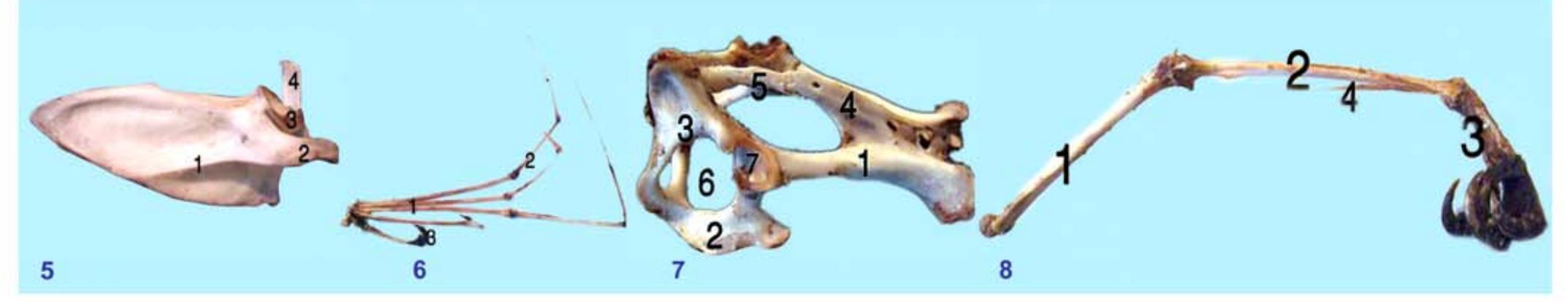 ‘igs. 5-8. 5. scapula showing scapular spine (1), acromion
