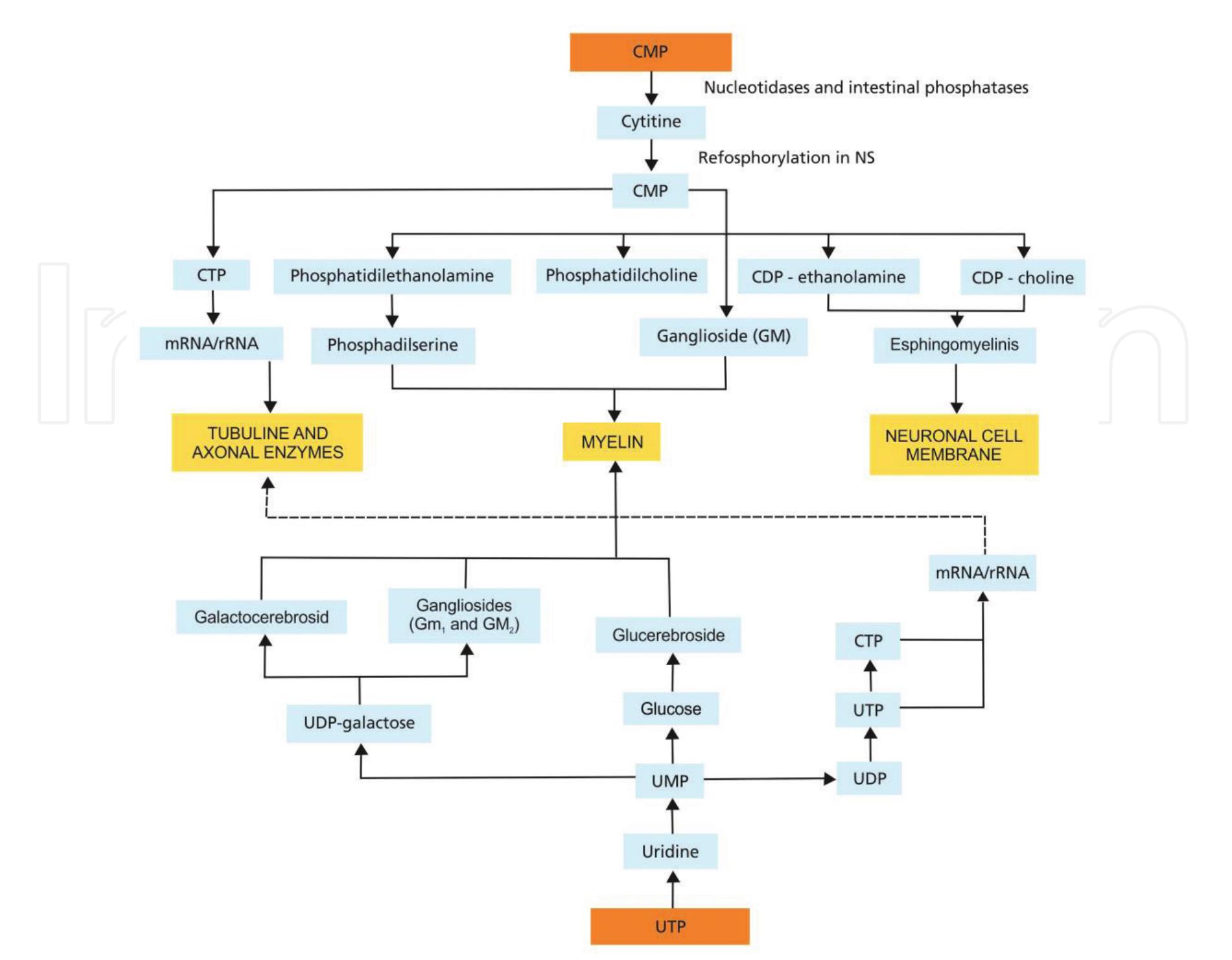 Overview of metabolic pathways (protein synthesis, myelin