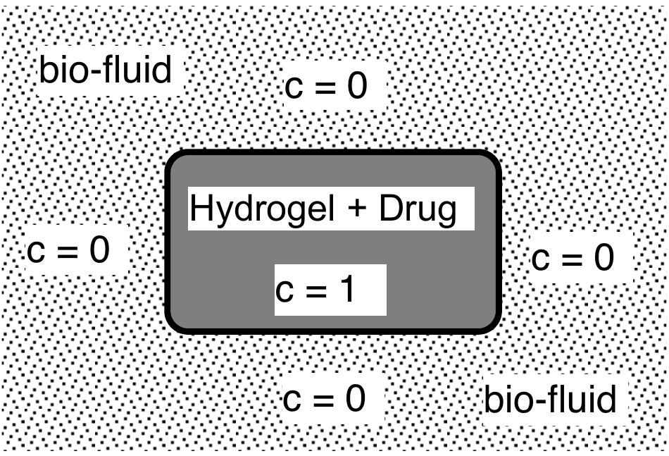 Initial conditions in the hydrogel/biofluid system showing