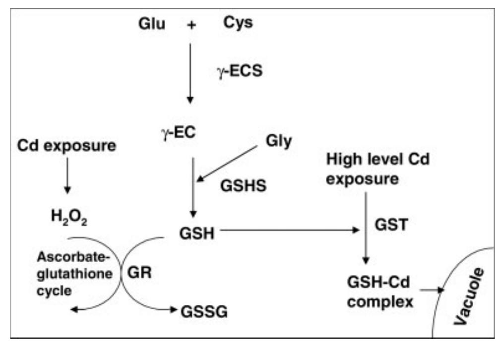 Schematic representation of glutathione biosynthe- sis and