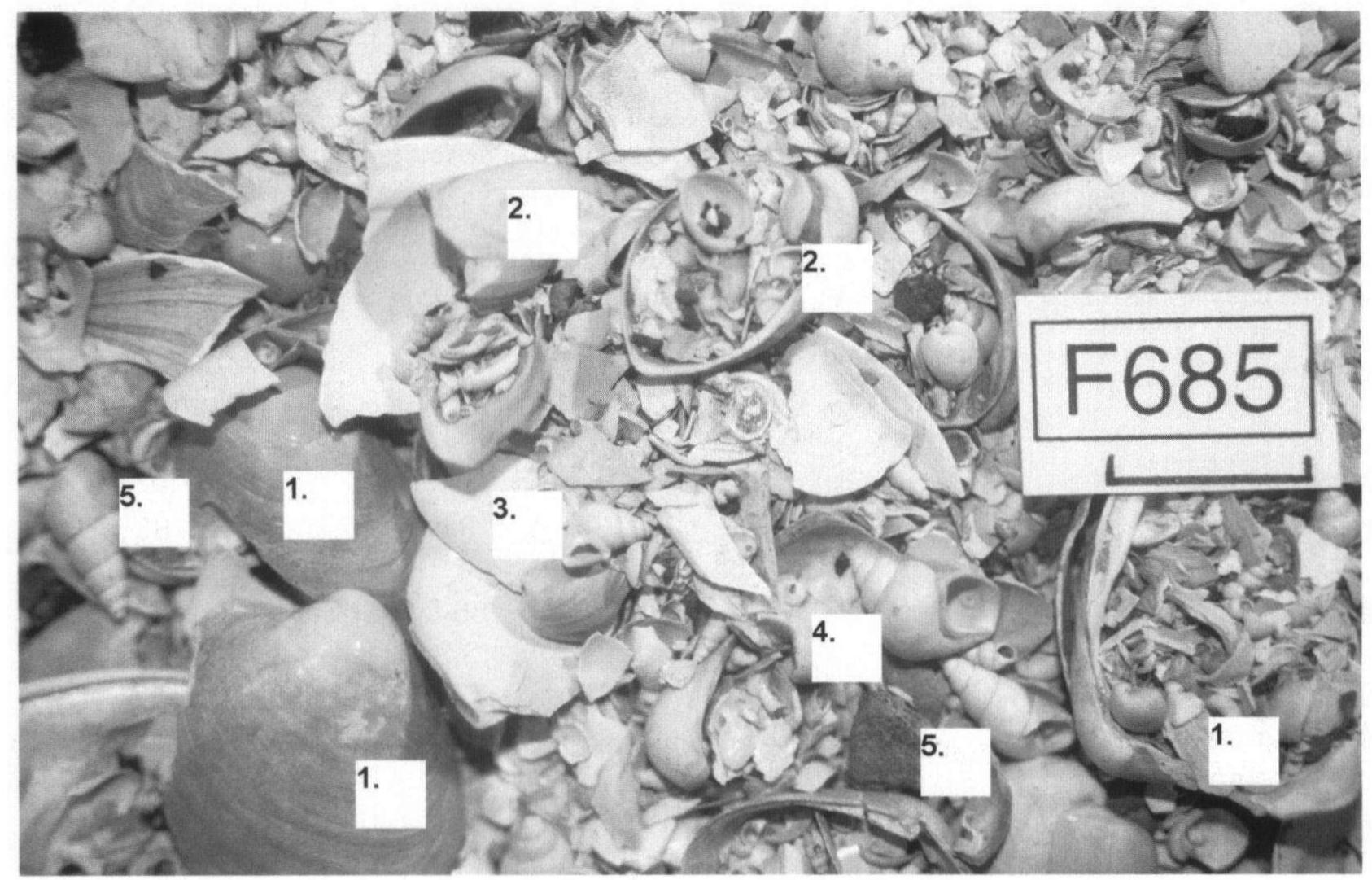 (PDF) Lake Pebas : a palaeoecological reconstruction of a Miocene ...