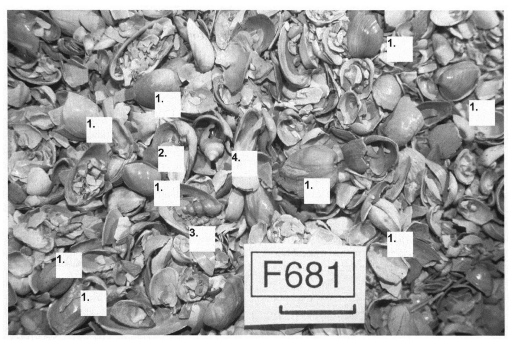 (PDF) Lake Pebas : a palaeoecological reconstruction of a Miocene ...