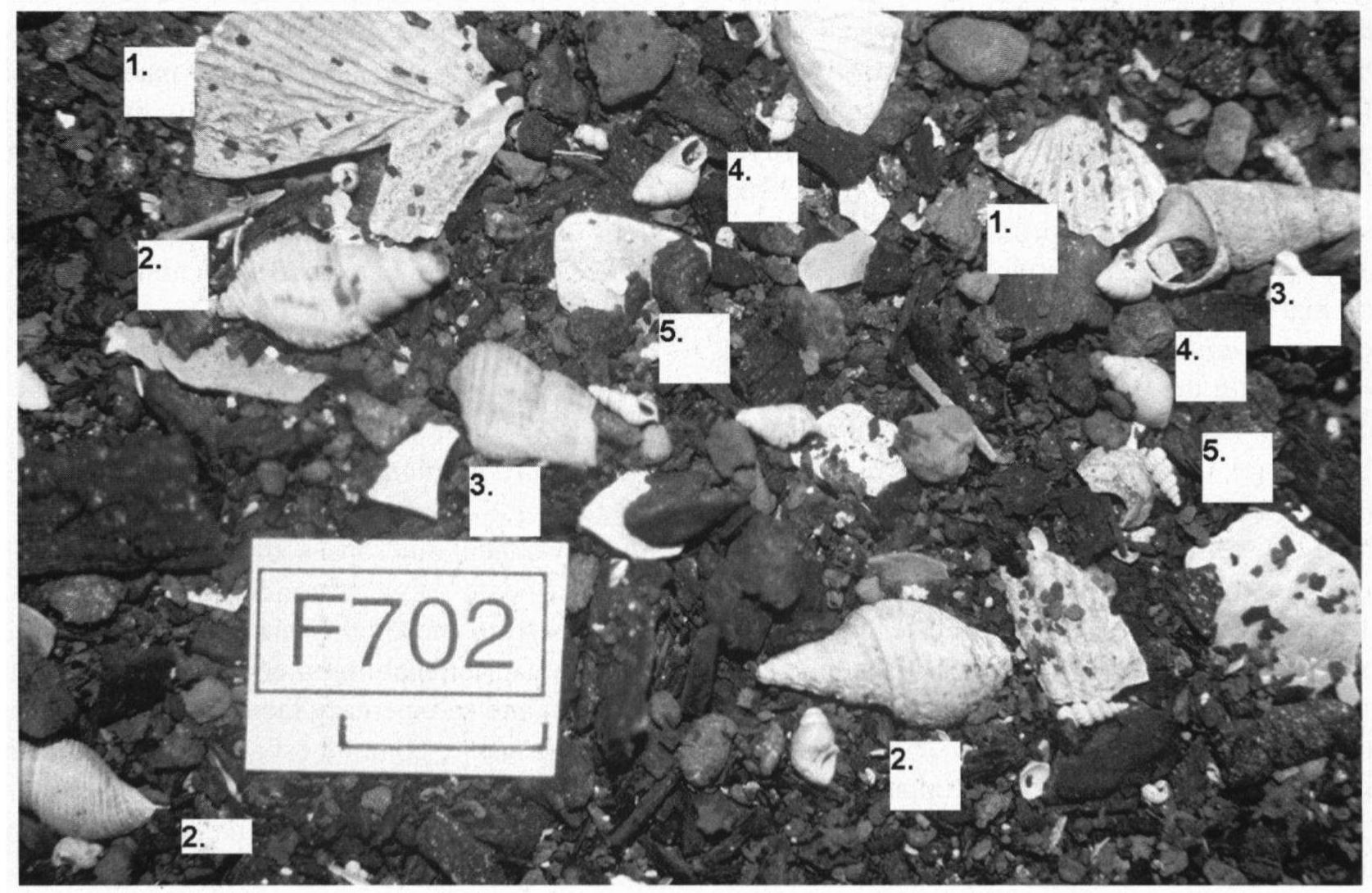 (PDF) Lake Pebas : a palaeoecological reconstruction of a Miocene ...