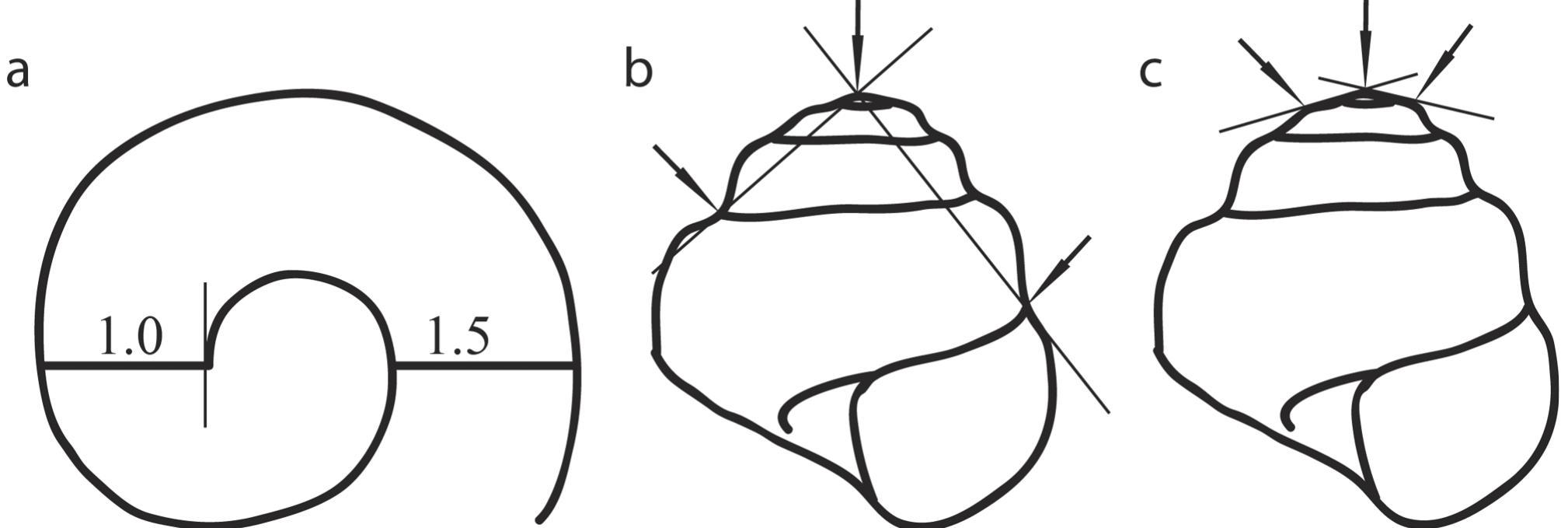 Methods of counting whorls and determination of a shell