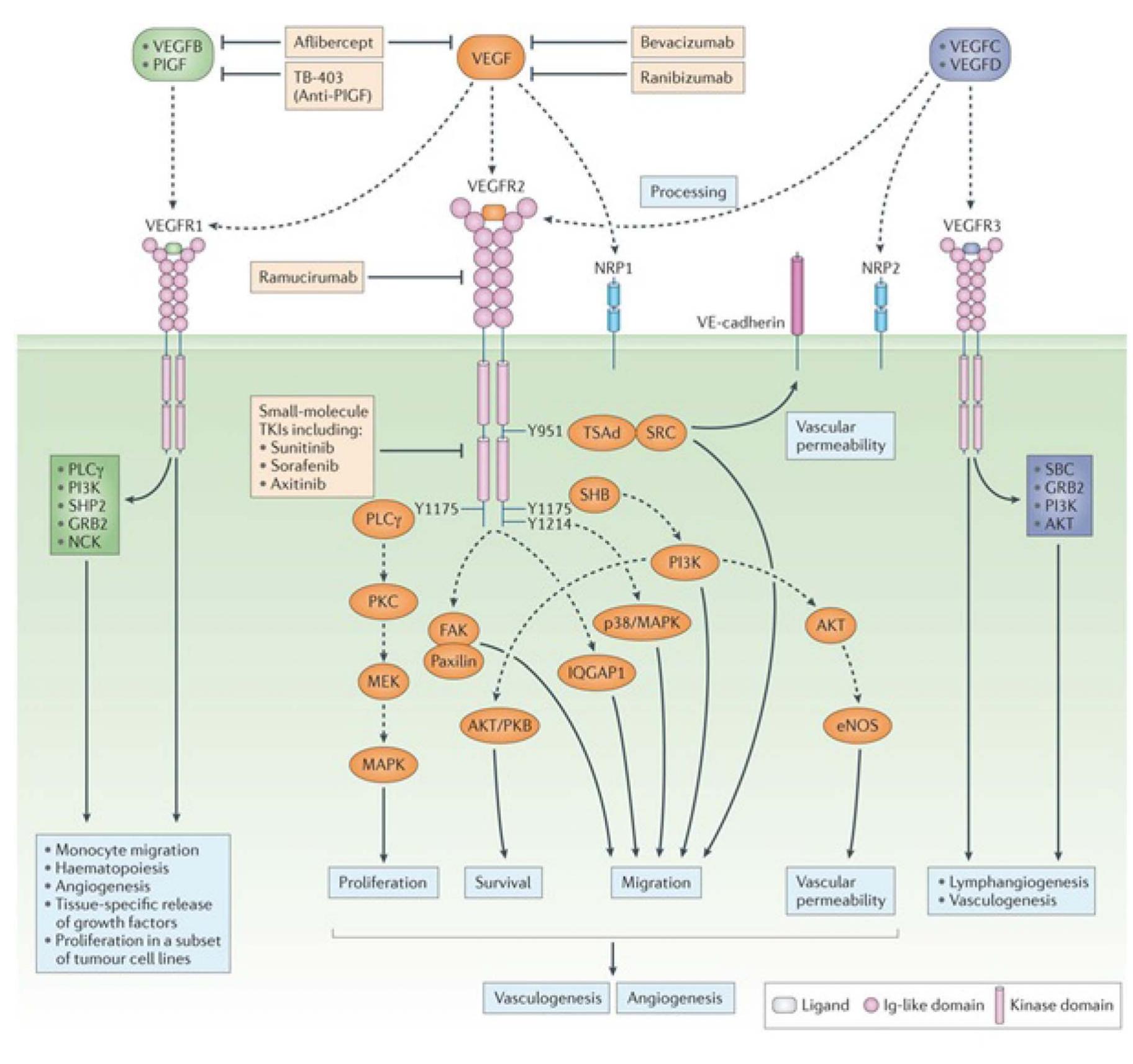 The vegf signaling pathways and inhibitors. the two vegf