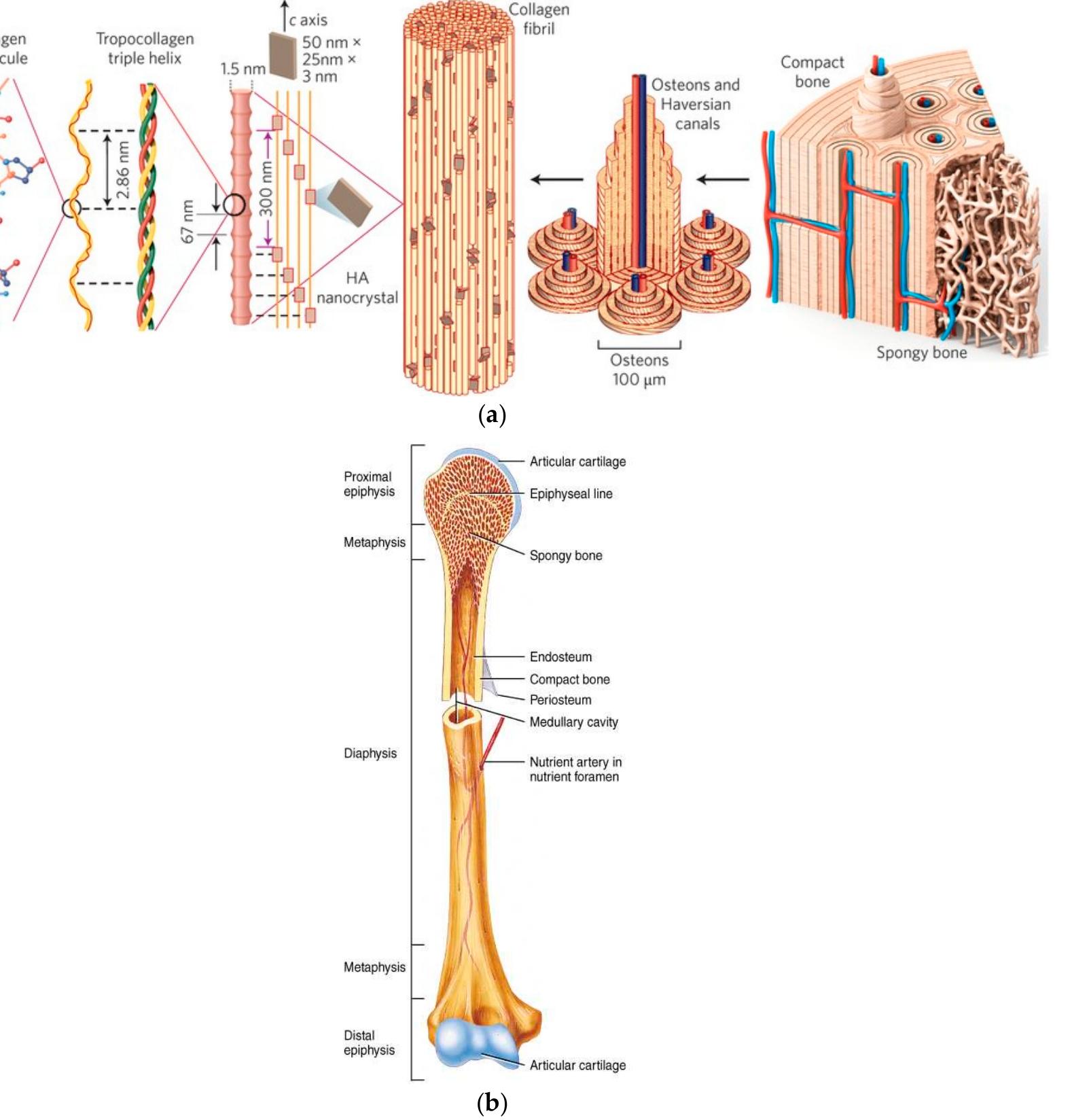 (a) hierarchical structure of bone [88]. reproduced with