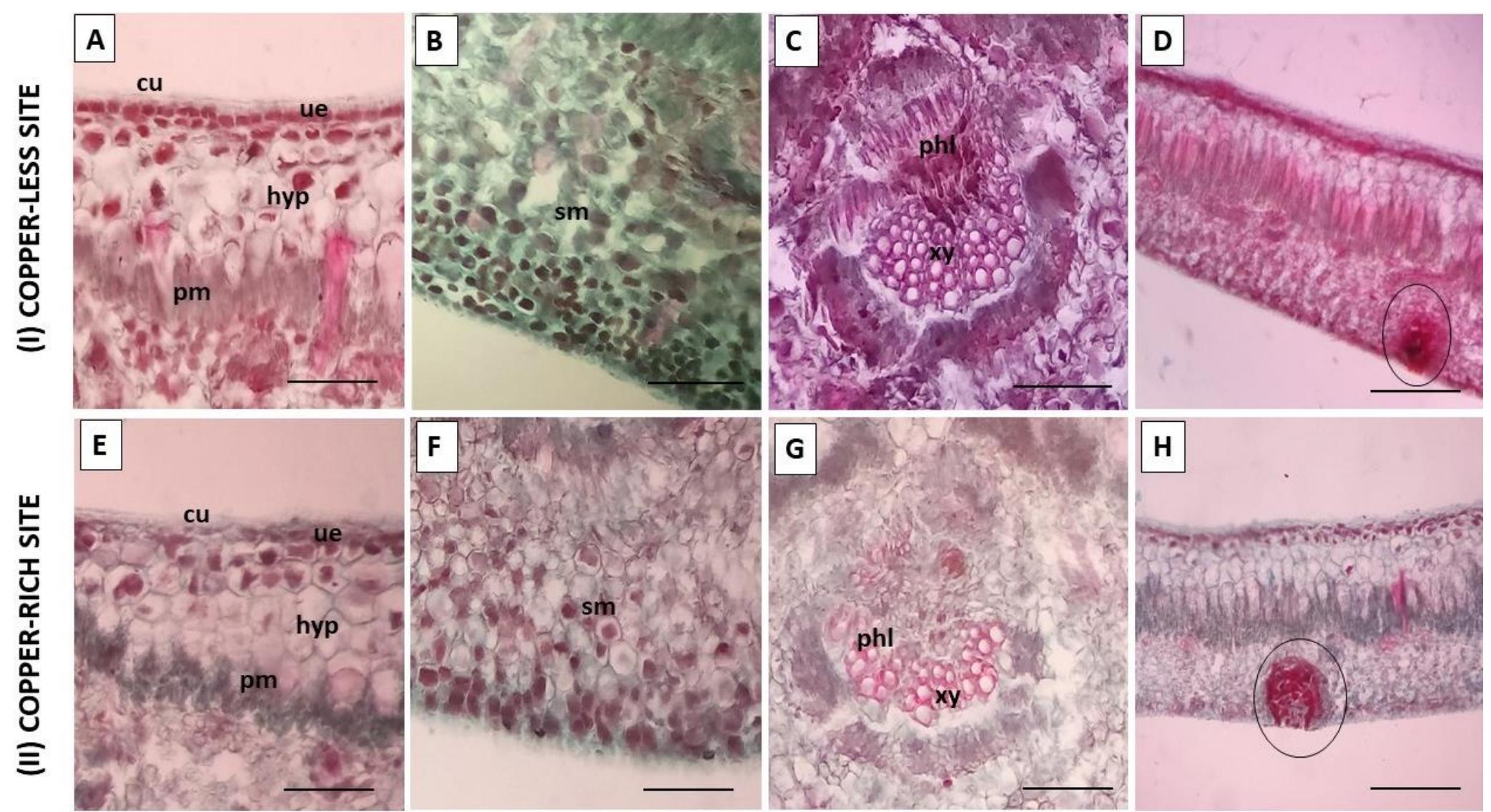 Figure 2 - from Effects of copper on the leaf morpho-anatomy