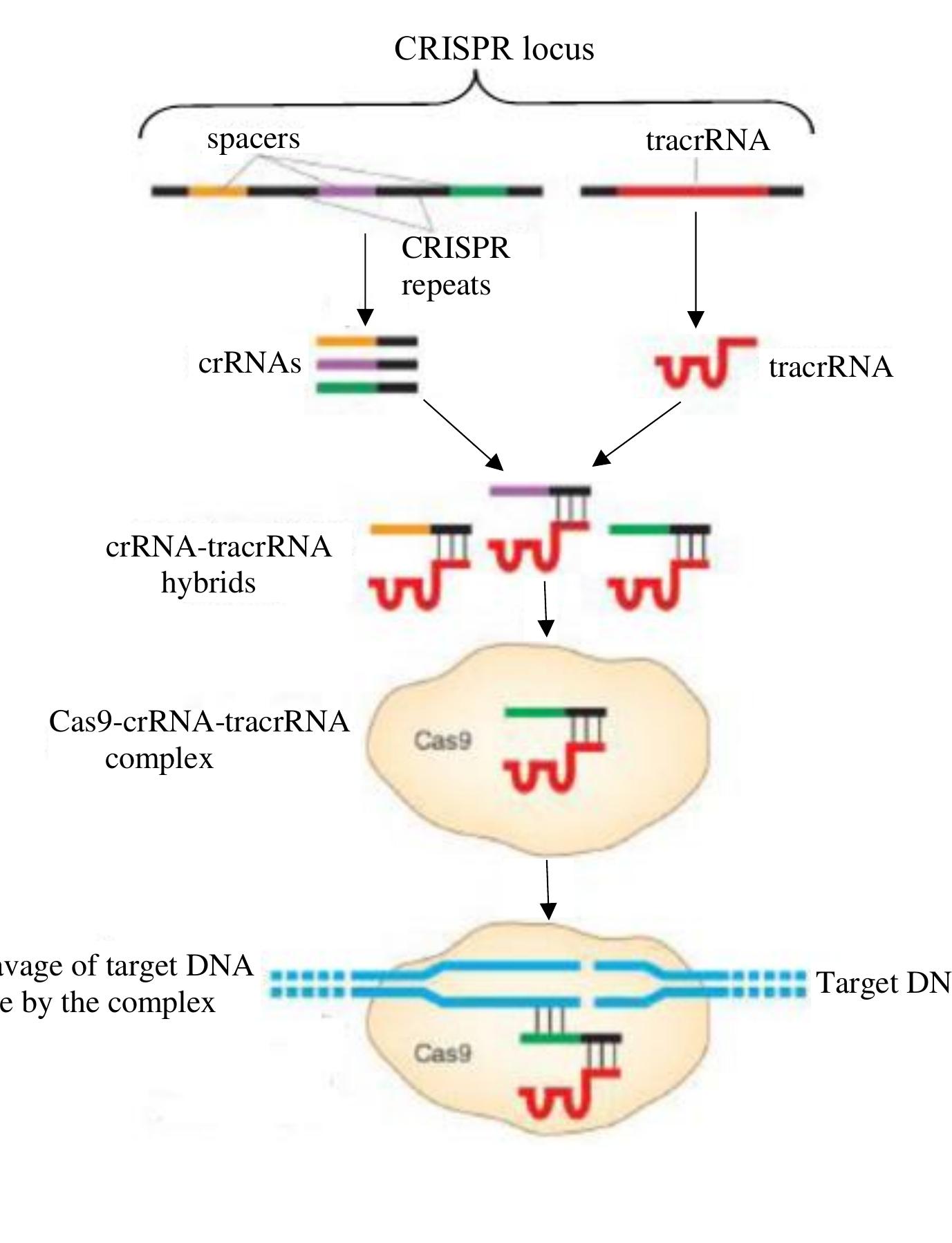 17: schematic depicting the mechanism of dna cleavage by