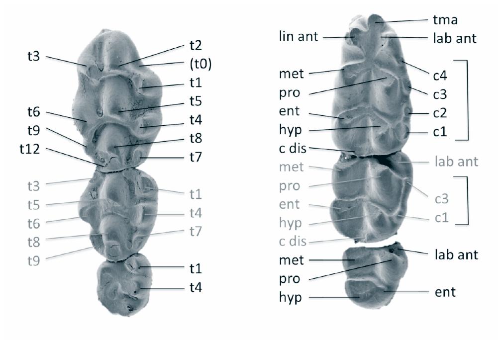 Figure 2 - Genus Apodemus in the Pleistocene of Central