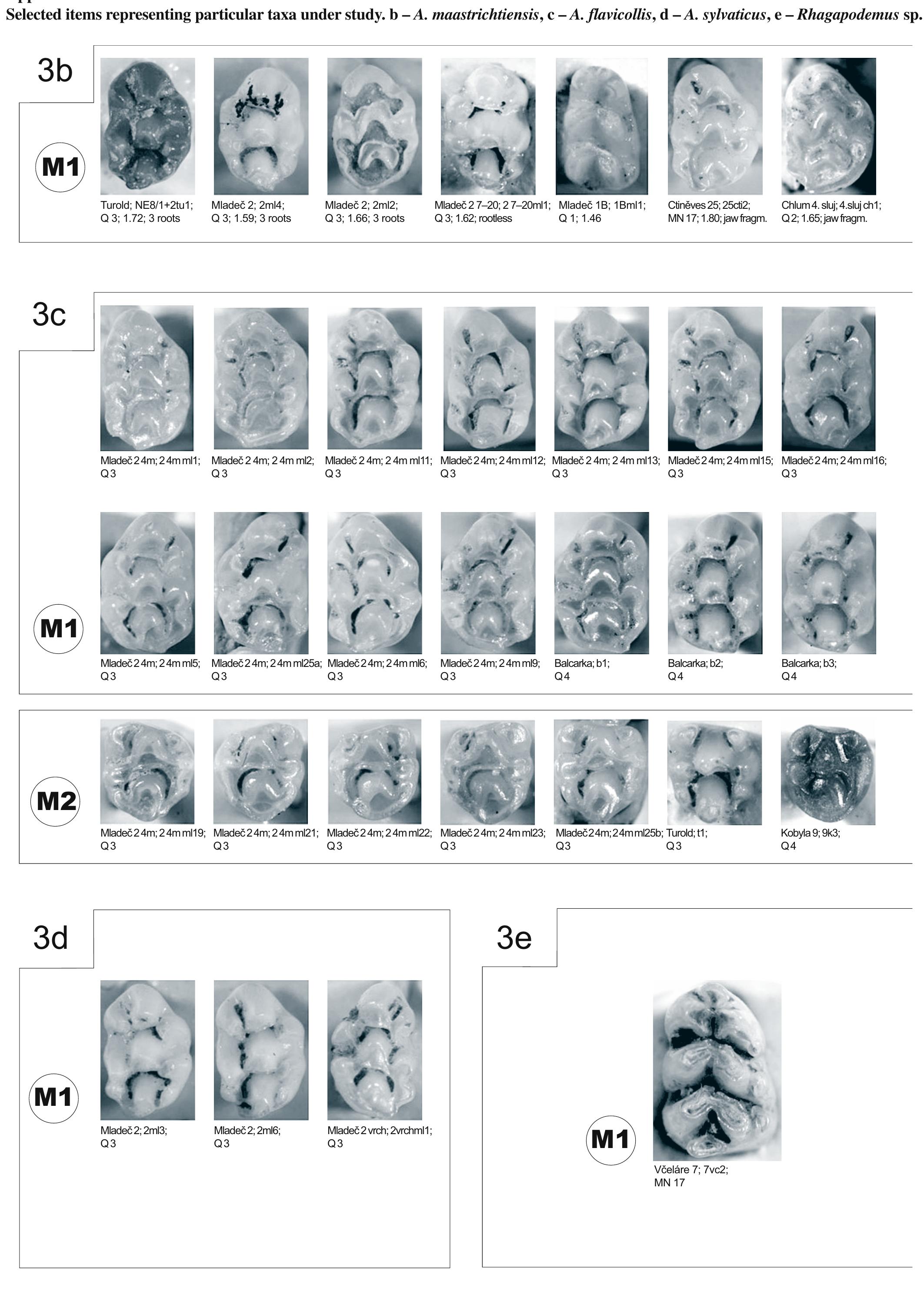 Figure 16 - Genus Apodemus in the Pleistocene of Central