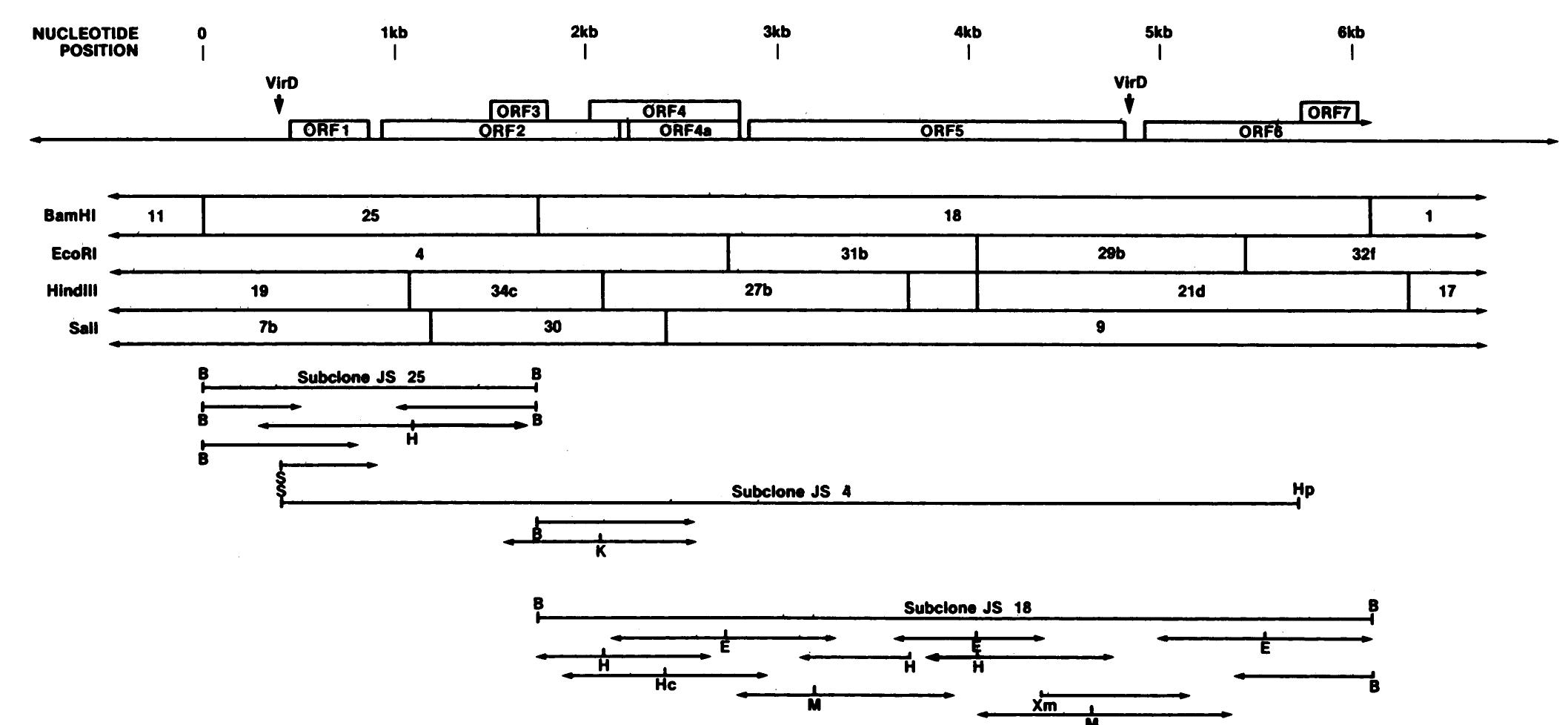 Restriction endonuclease map of the vird region of ptia6 and