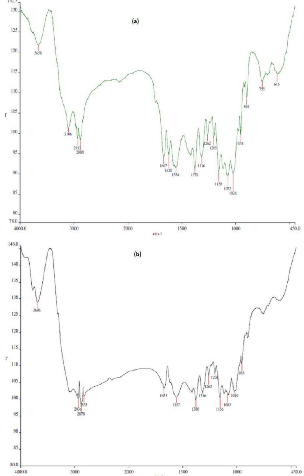 The ftir profiles of chitin and chitosan extracted from bsf