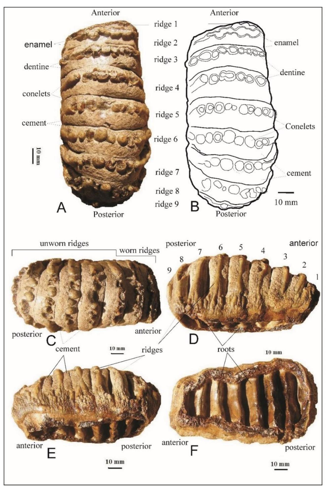 Stegodon molar: a. occlusal view (anterior-posterior), b.