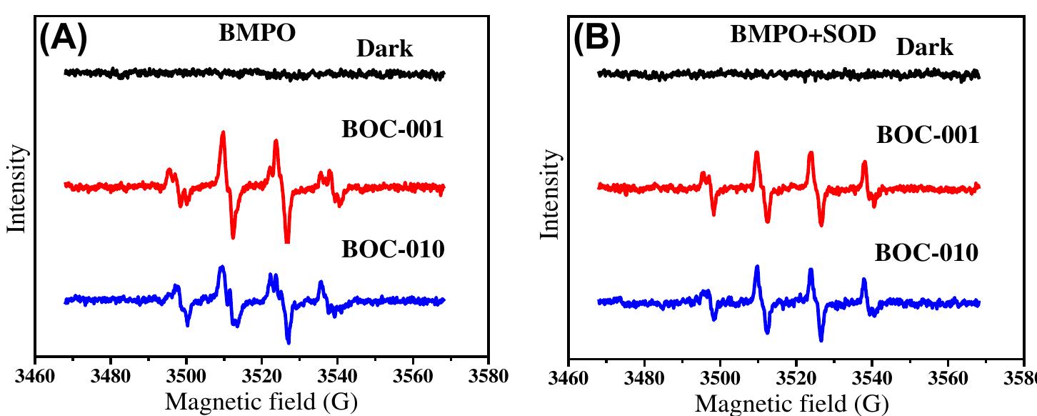 esr spectra of active oxygen radicals generated during the