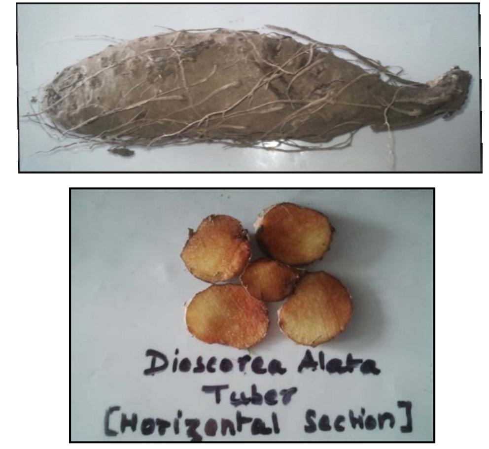 The fresh parts of tuber of dioscorea alata was collected