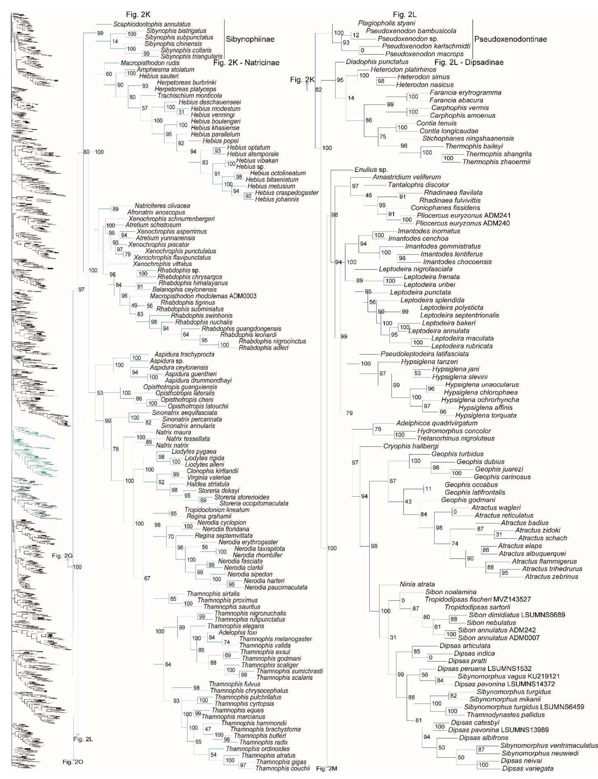Figure 7 - Phylogenetic Relationships and Evolution of