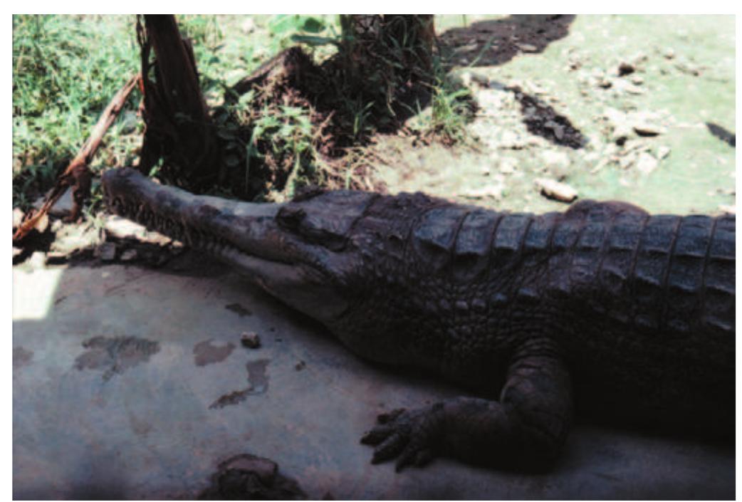 Tomistoma schlegelii. photograph: grahame webb. in 2003, the