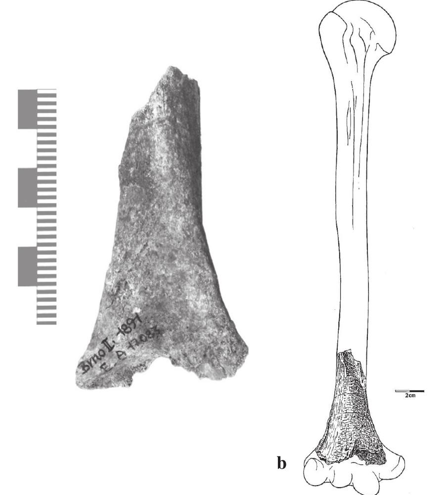 A-—distal part of the right humerus, back view, b