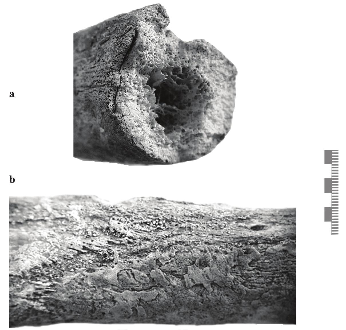 A-— right femur — distal part — bone cross-section, b