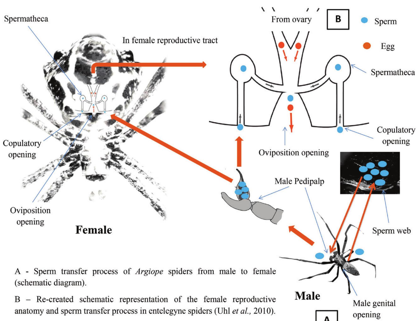Female spiders can have one of two types of genital systems.