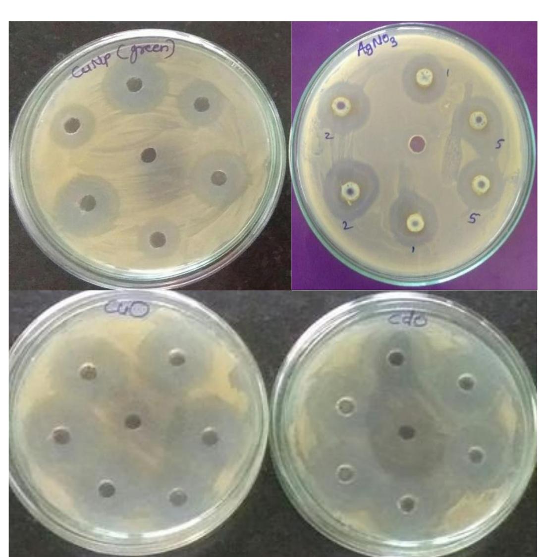 Antibacterial assay plates, (a) cu nanoparticles (0.l1mg/ml)
