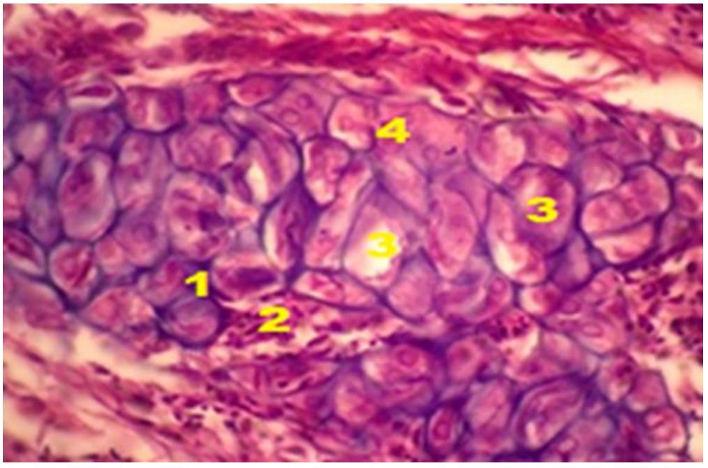 Histology of labyrinth-gill of dumbo catfish (clarias