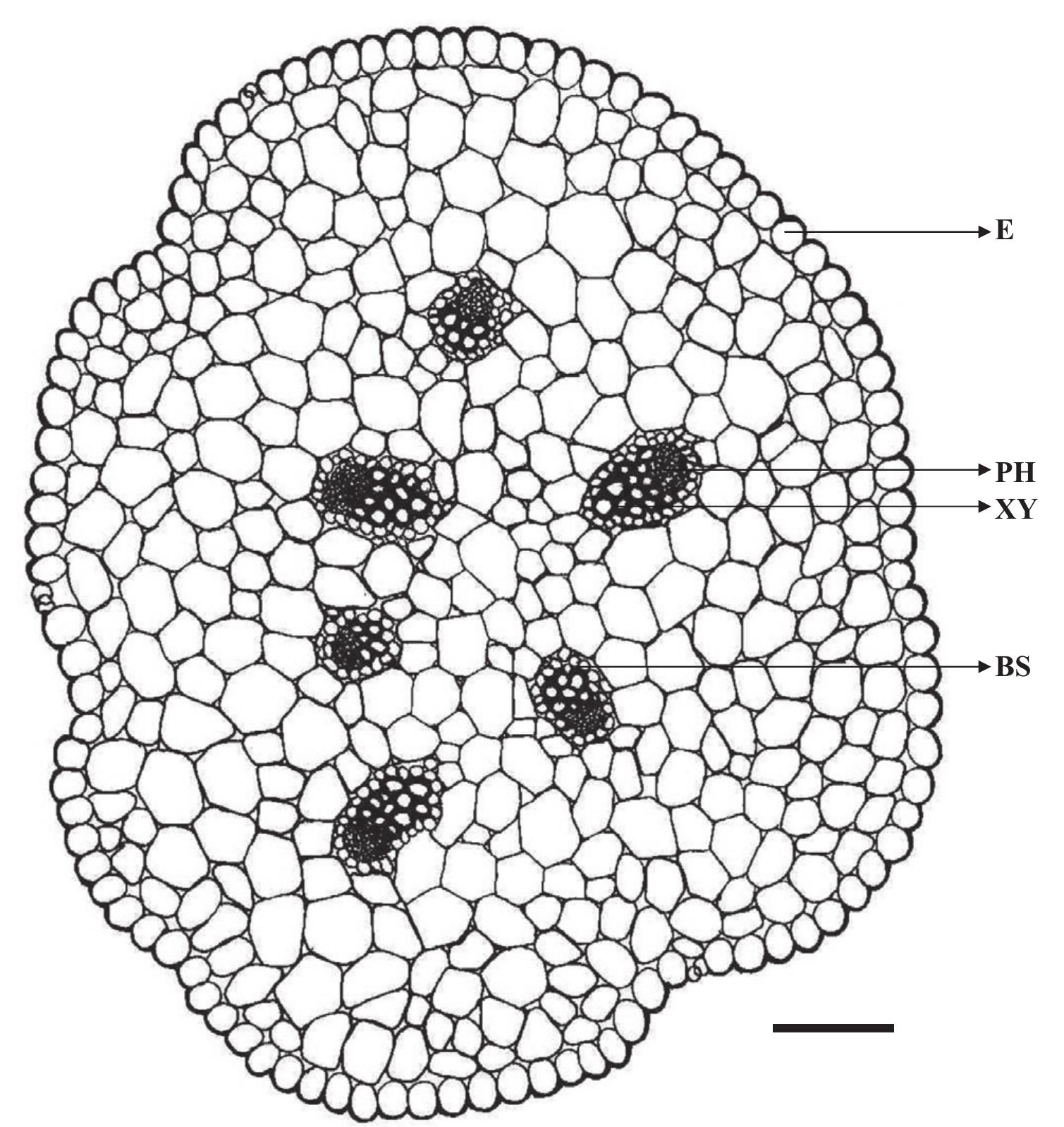 Line drawing of a transverse section of the pedicel in gagea