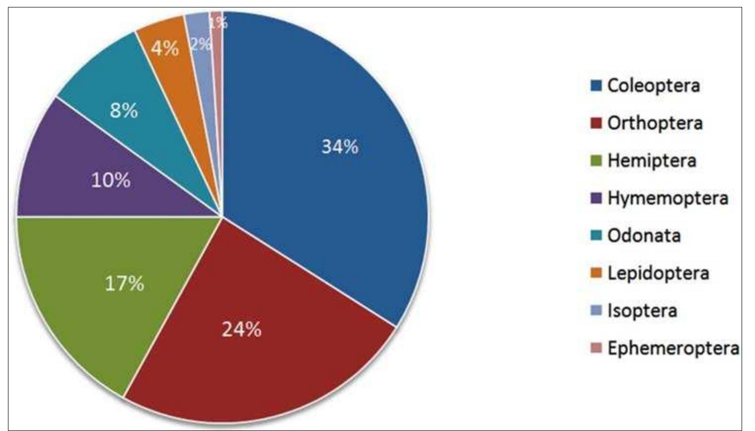 Graph 2: pie chart showing edible insect orders consumed in