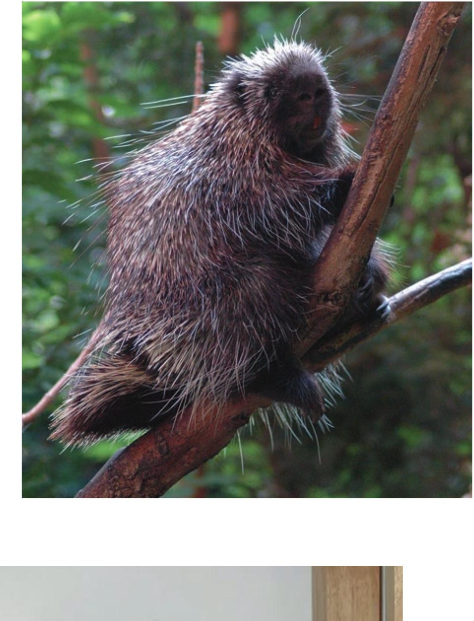 Figure 6 - The Caviomorphs: First South American Rodents