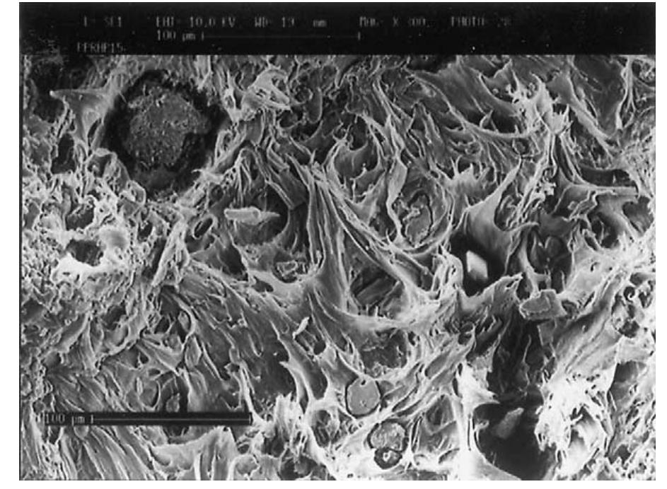 Sem micrograph of the tensile fracture surface of 15 php