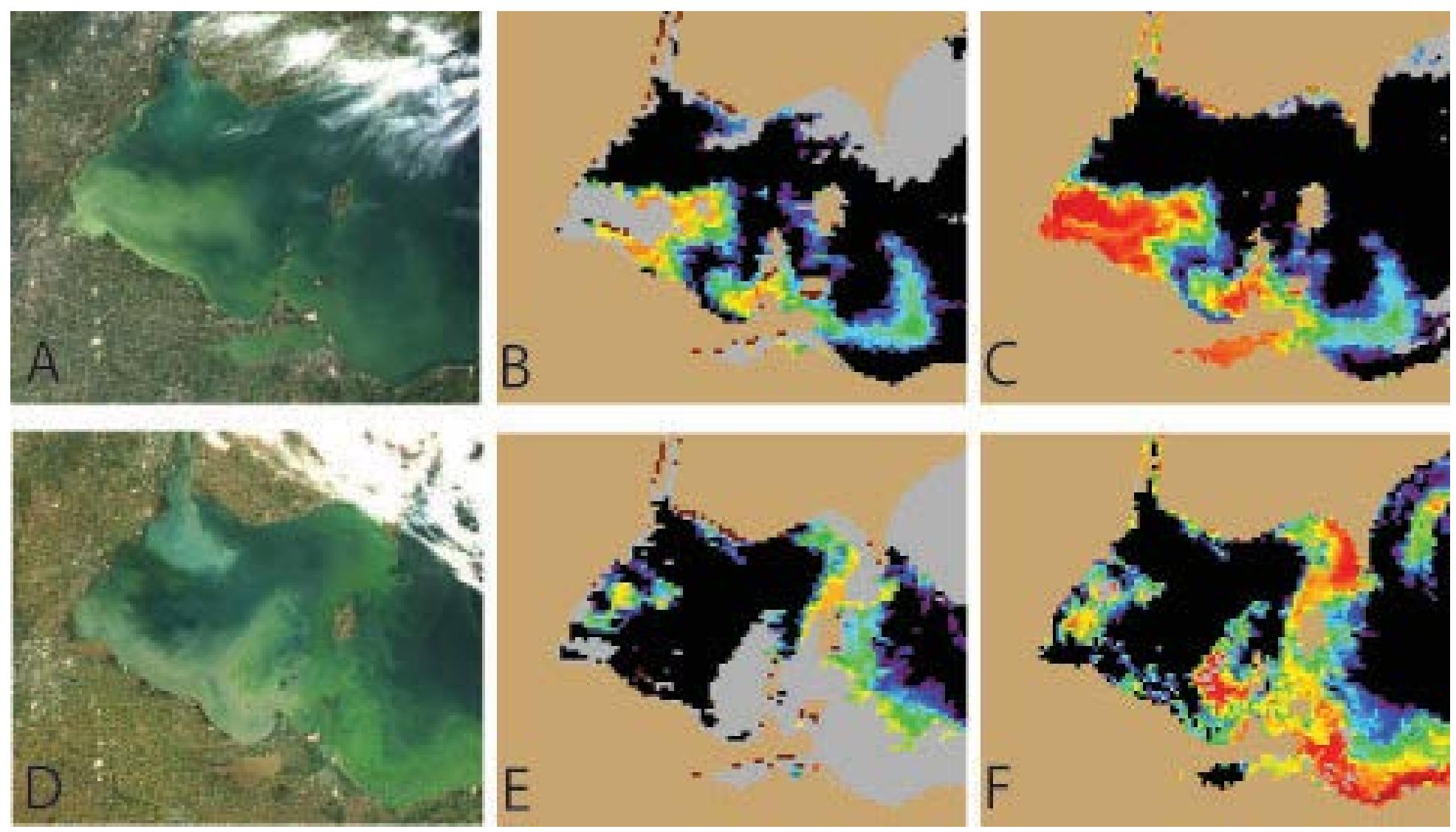 Cyanobacteria can saturate modis imagery as seen in figure