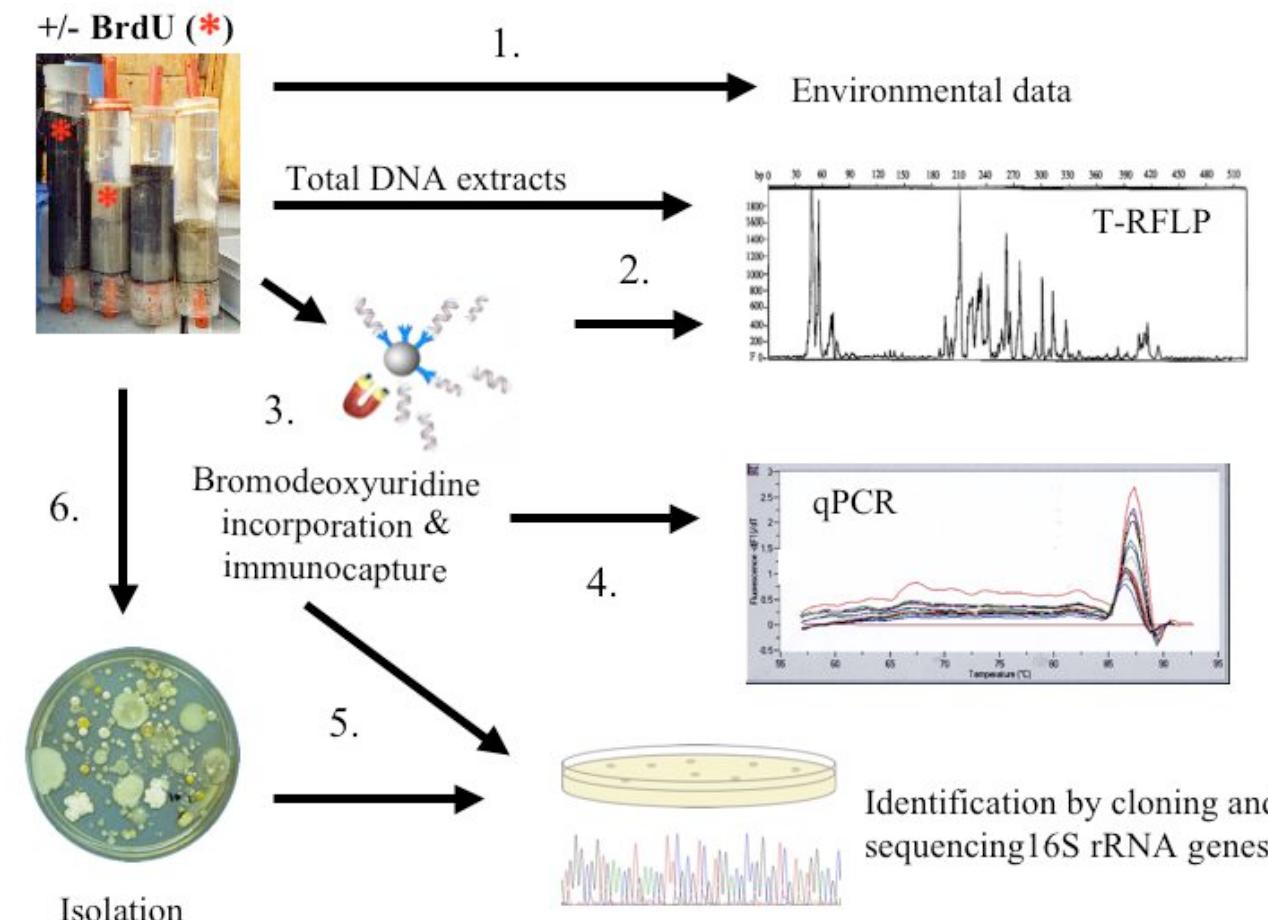 Schematic drawing of a polyphasic experimental approach,