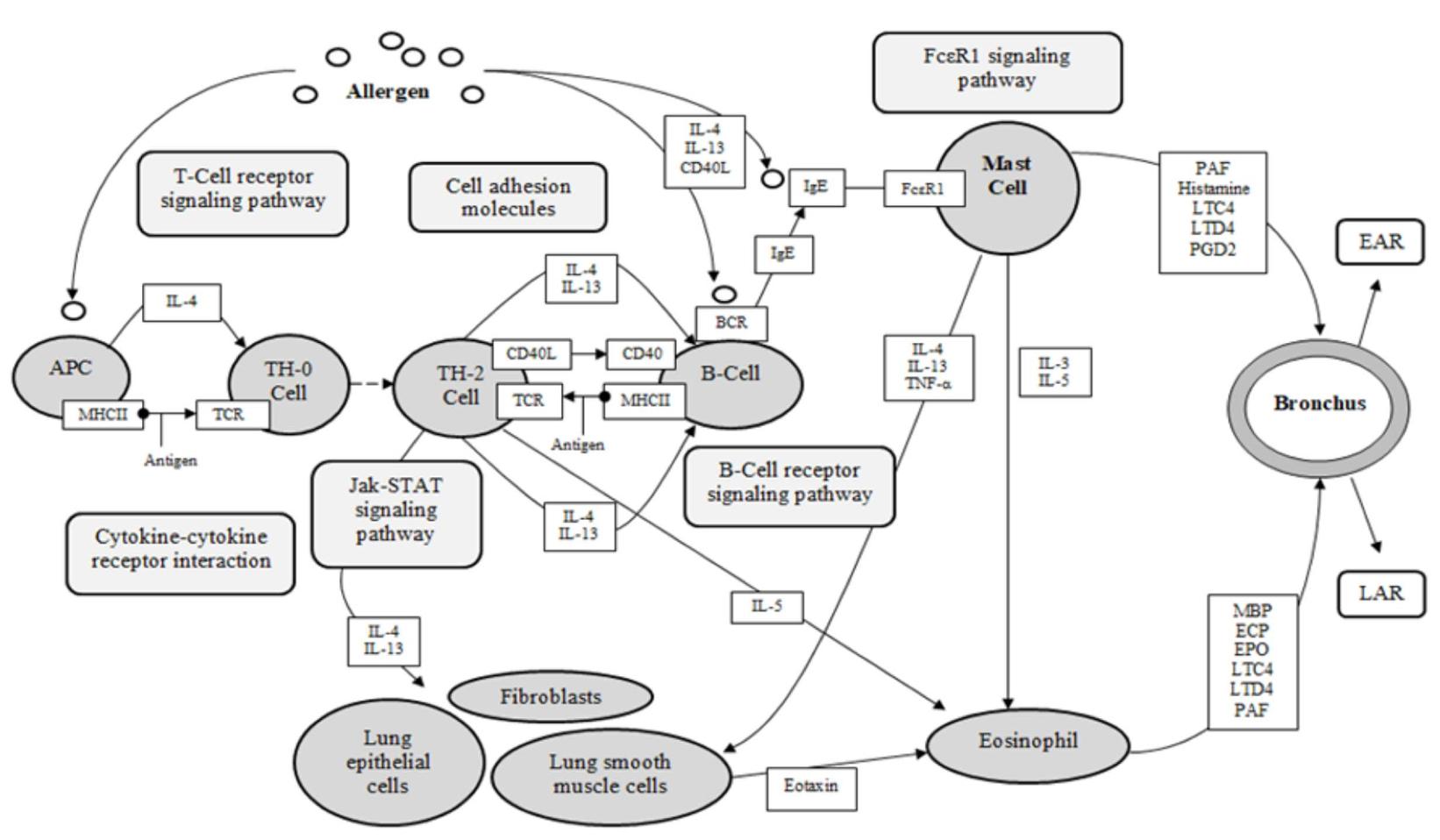 Kegg asthma pathway (adapted from “asthma pathway- homo