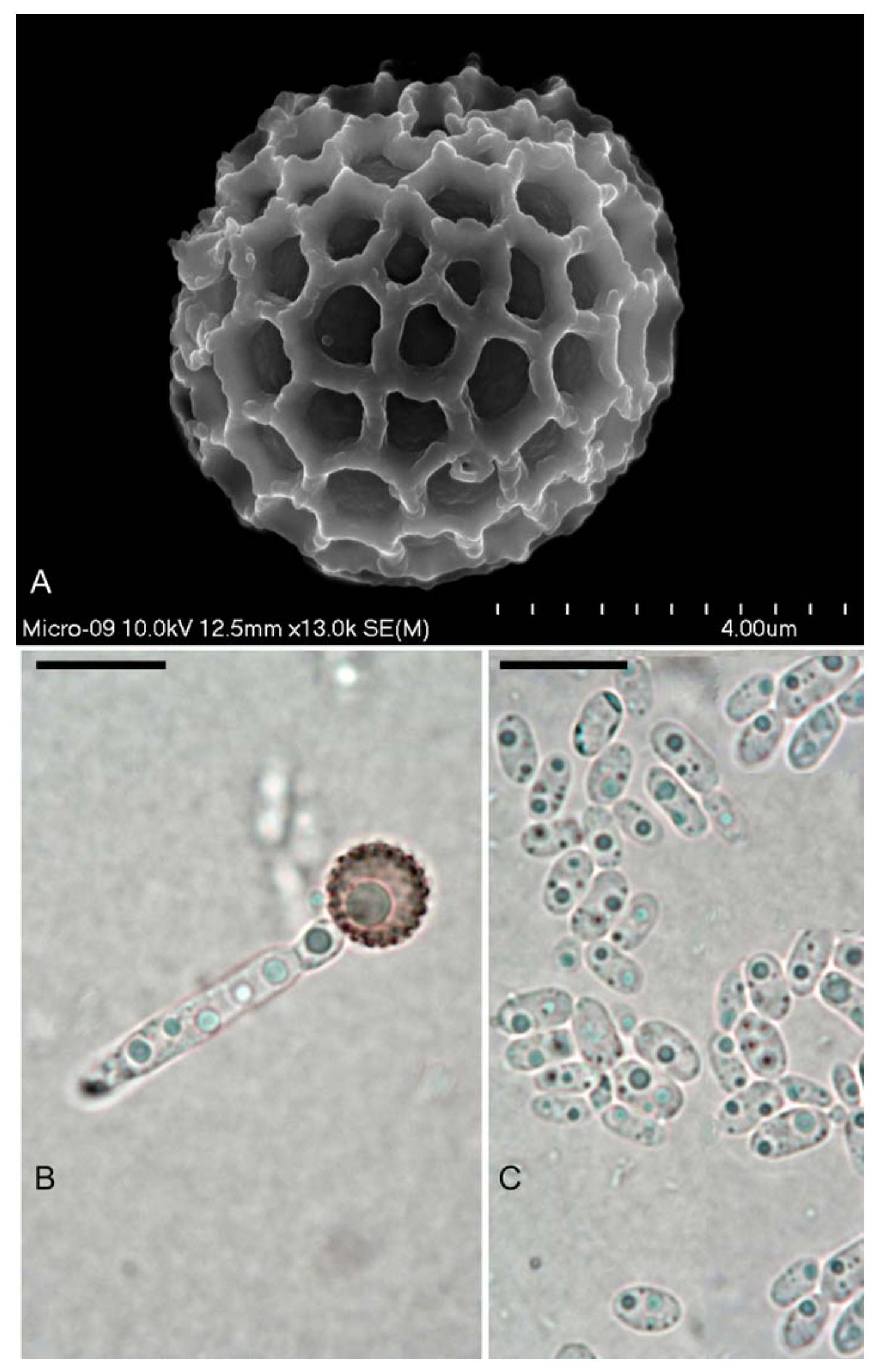 Microbotryum adenopetalae: a. teliospora; b. basidium; c.