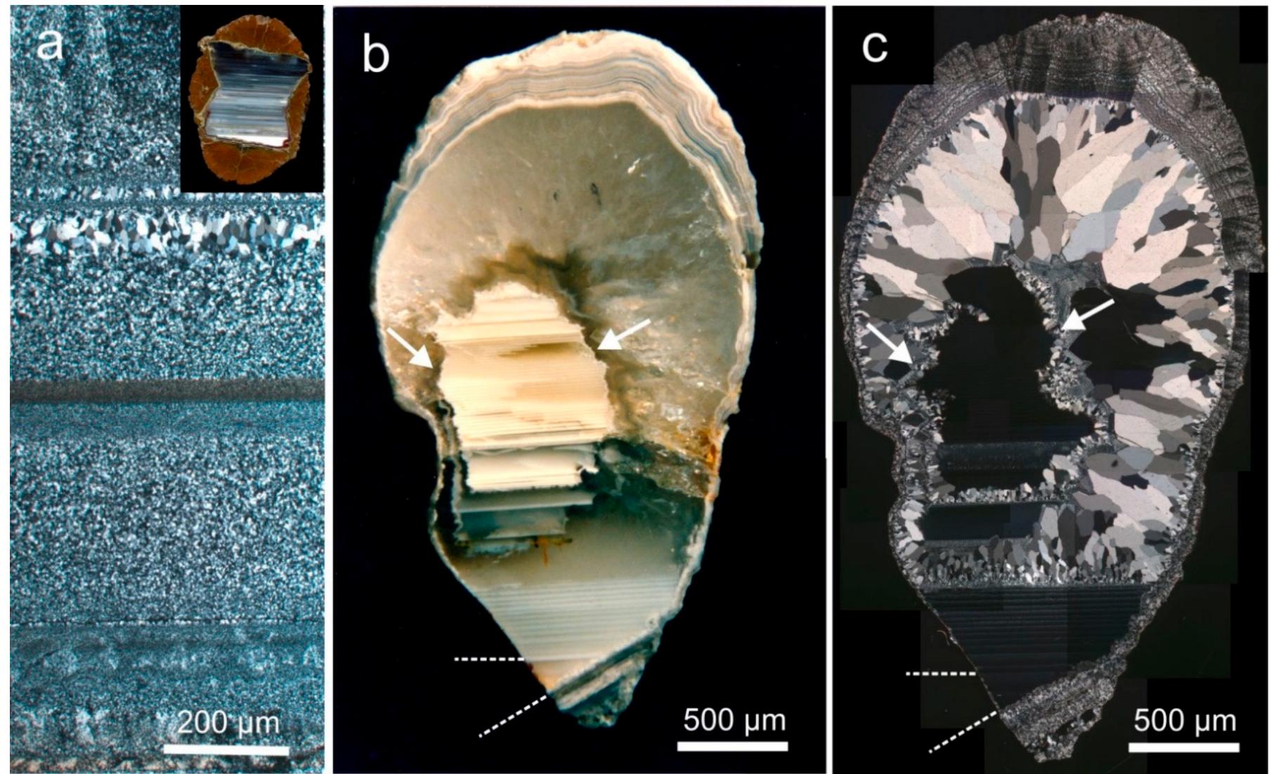 (a) transmitted light (crossed polars) micrograph of an