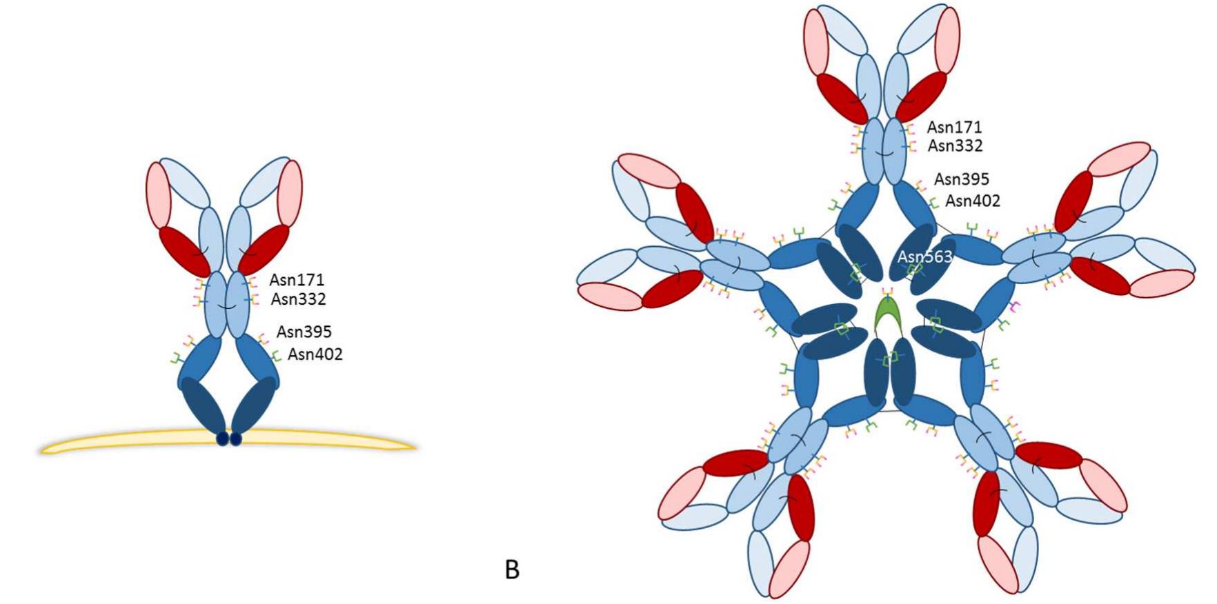 Schematic model of the igm molecules. a membrane bound igm