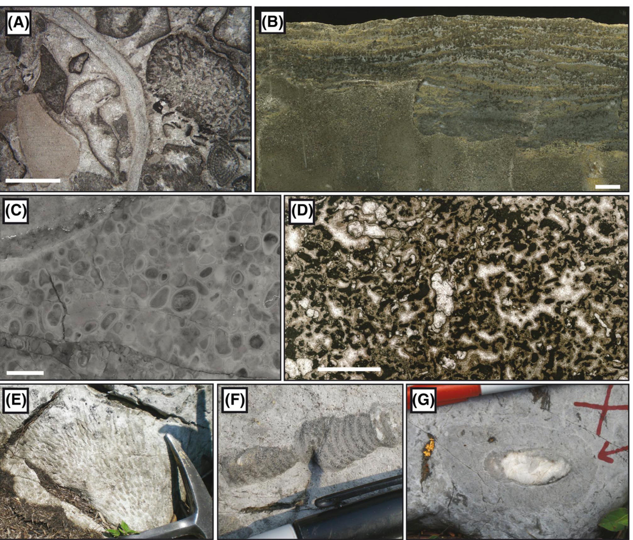 Representative images. (a) photomicrograph of uppermost