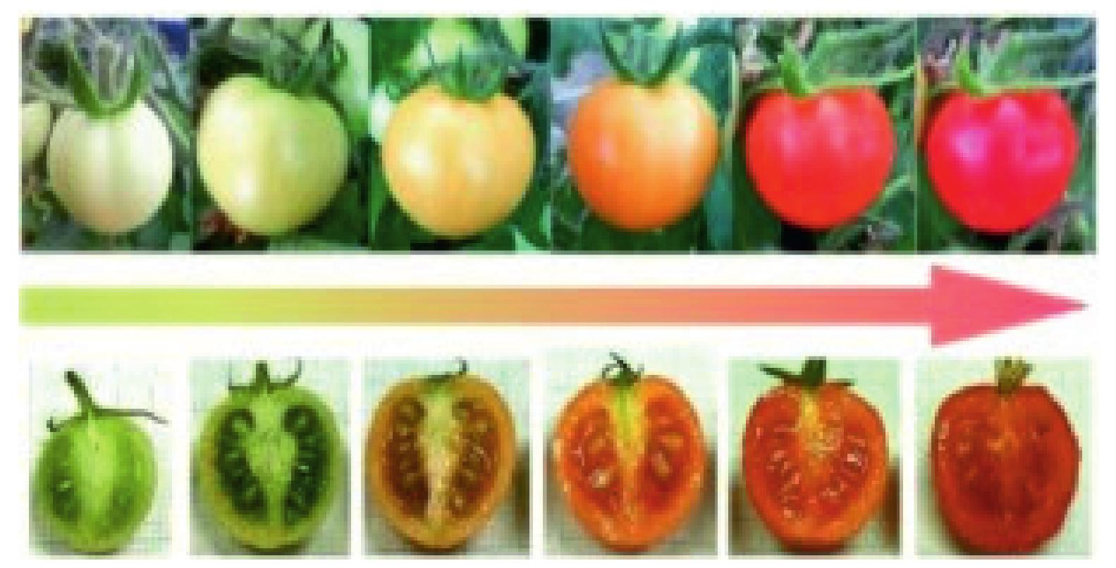 Ripening stages of mature tomato fruit; from left to right: