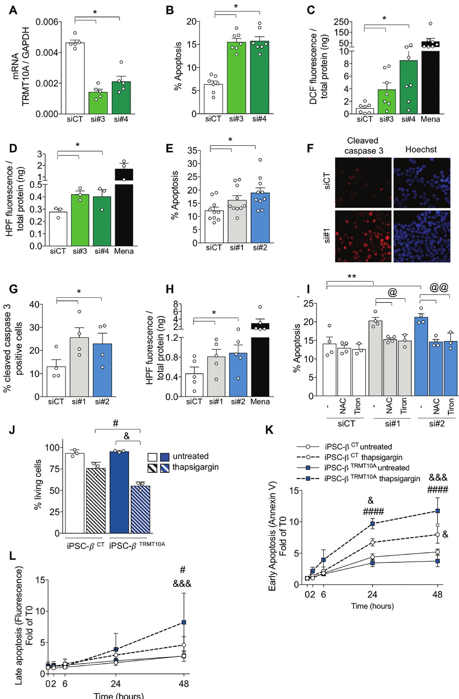 Figure 4 - Pancreatic beta-cell tRNA hypomethylation and