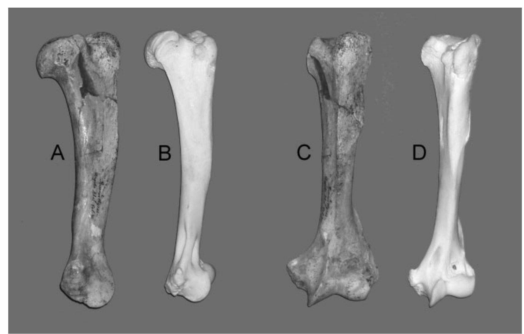 Humeri of smilodon populator cn52 (a, medial; c, posterior)