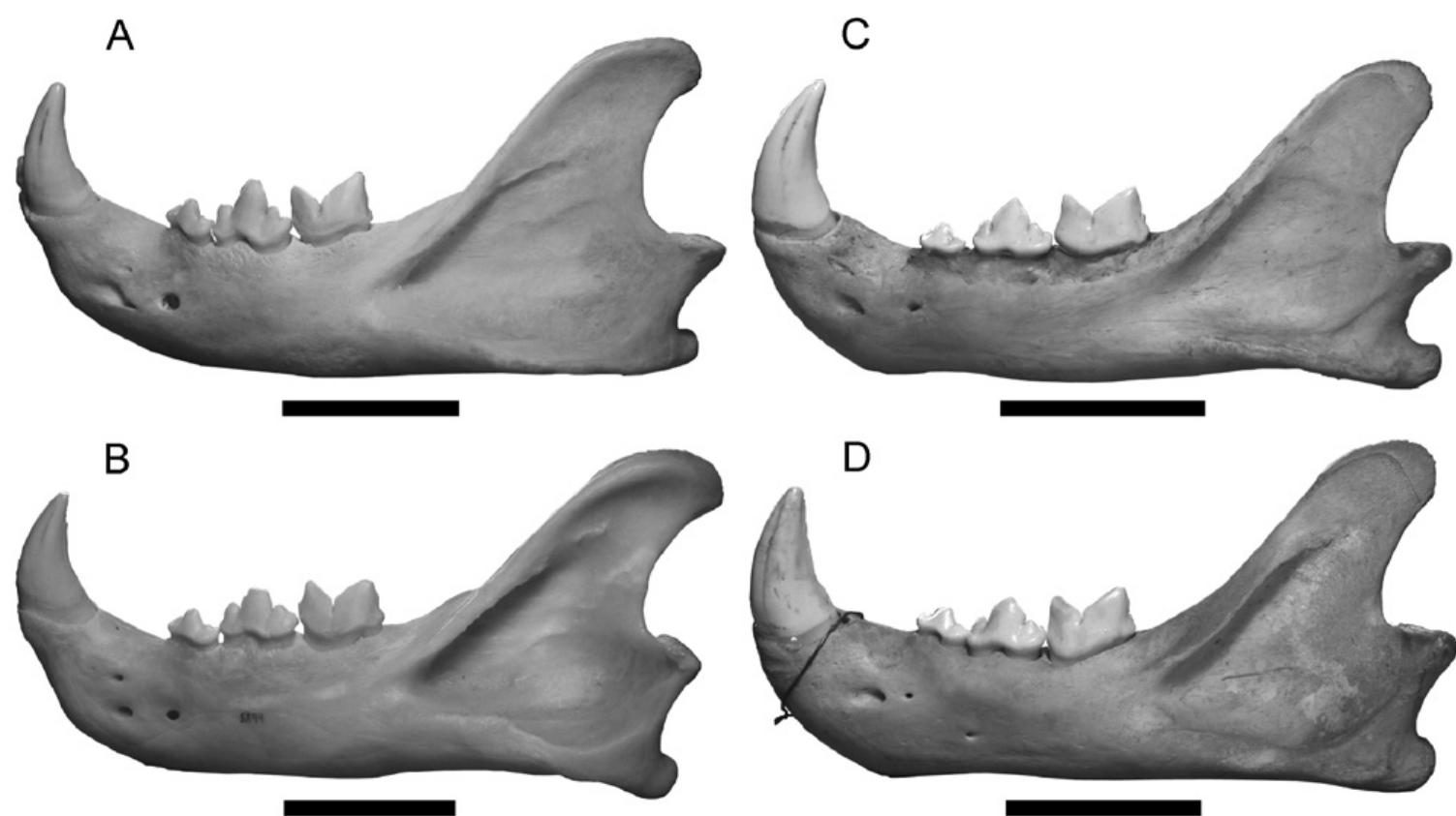 Mandibular morphology of (a) typical lion (cn5227), (b)