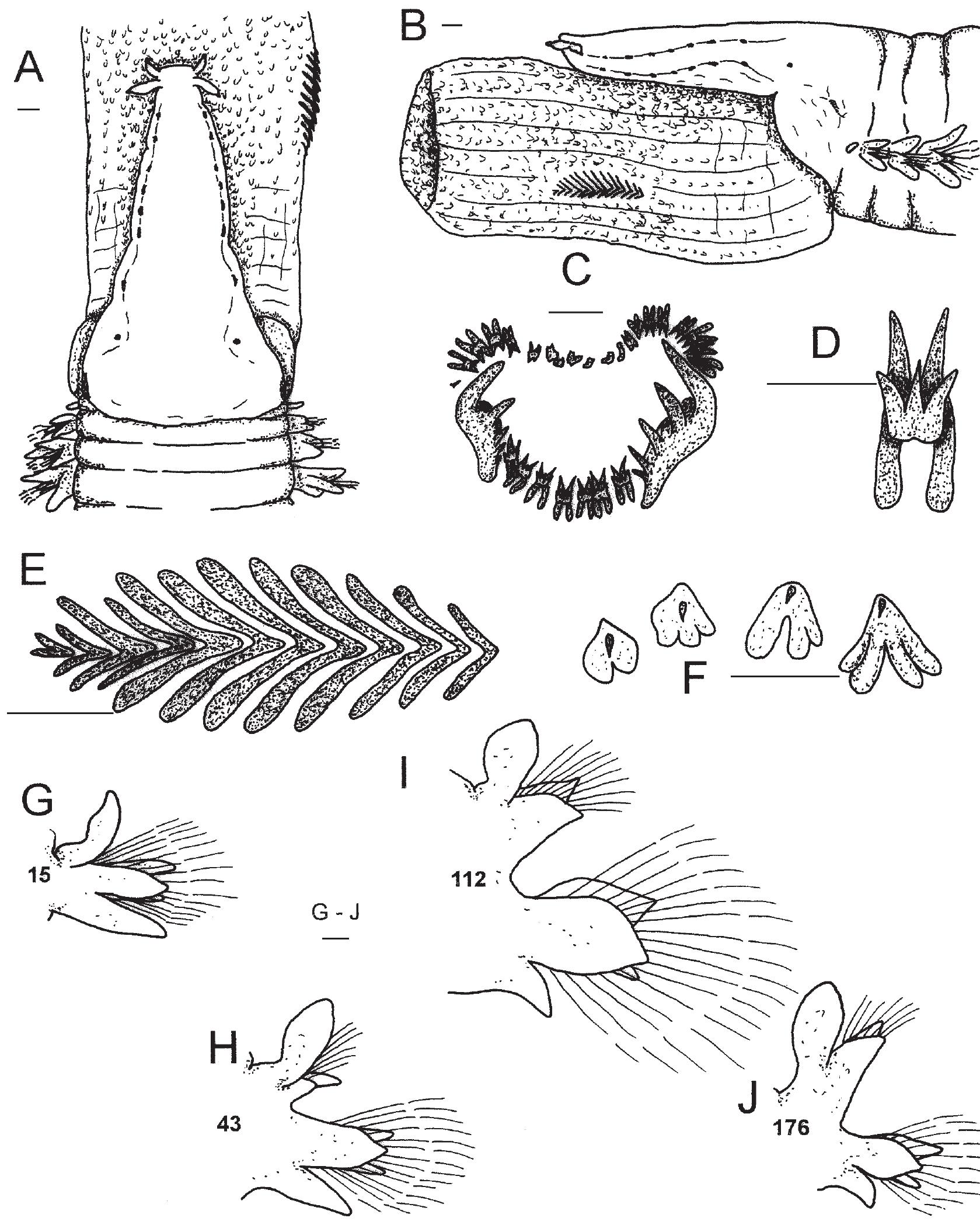 Goniada congoensis: a. anterior end, dorsal view (proboscis