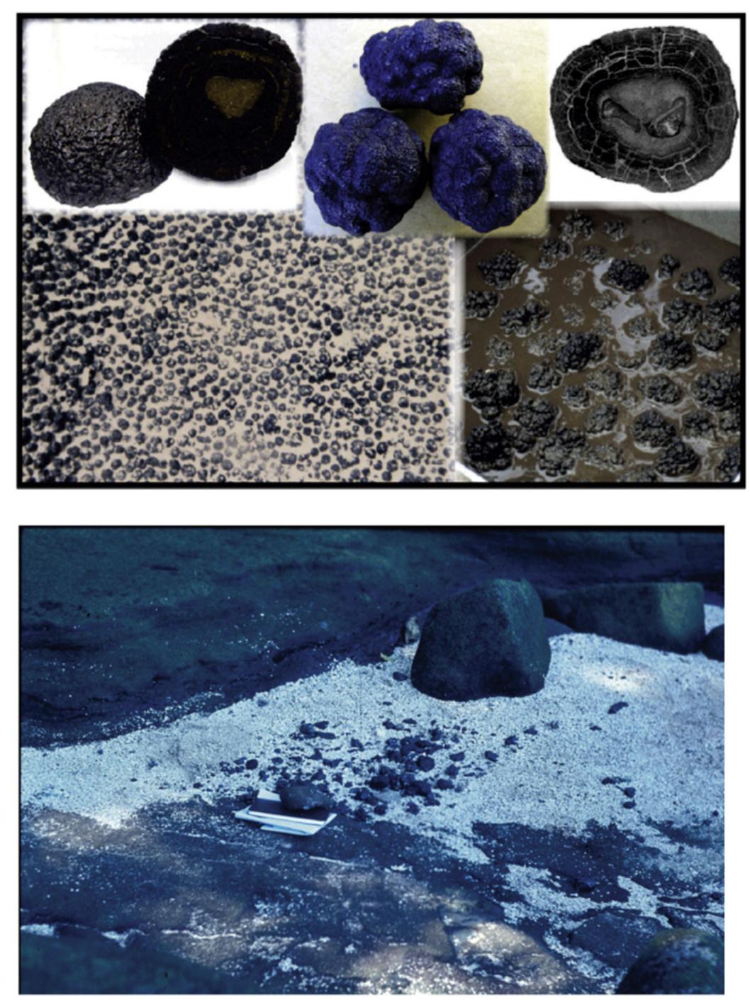 Mn nodules on sea floor; a) cross-section of large 13.6 cm