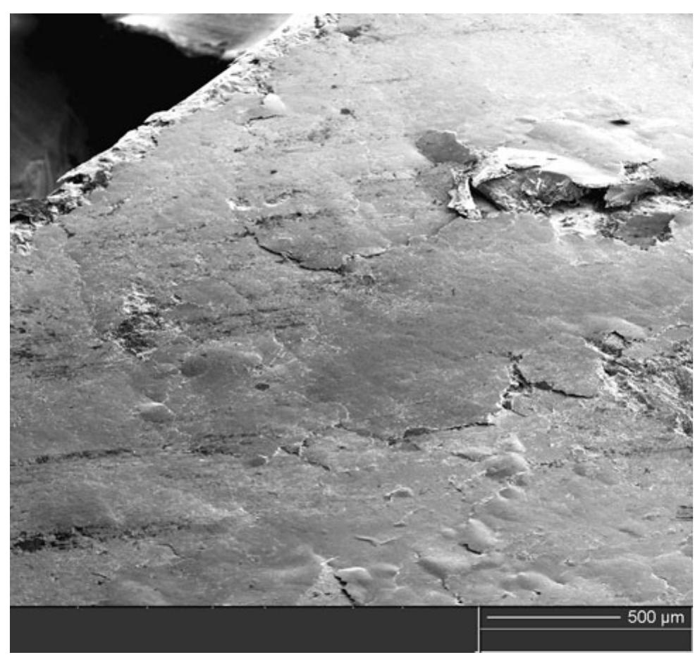 Sem image showing partial delamination of the tribofilm on
