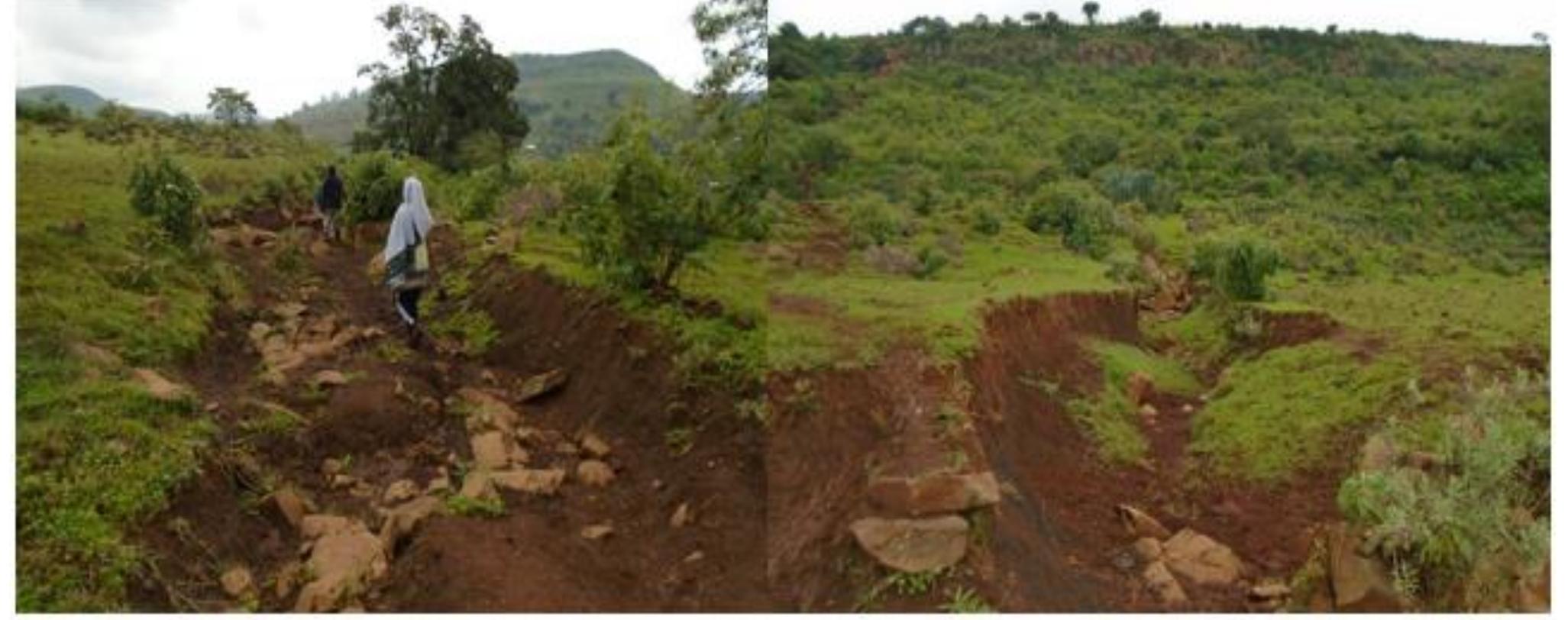 With different species of grass, trees and shrubs. bunds