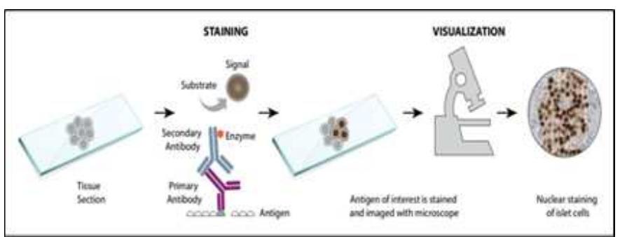 Unlabeled antibody enzyme-complex technique (pap and apaap):