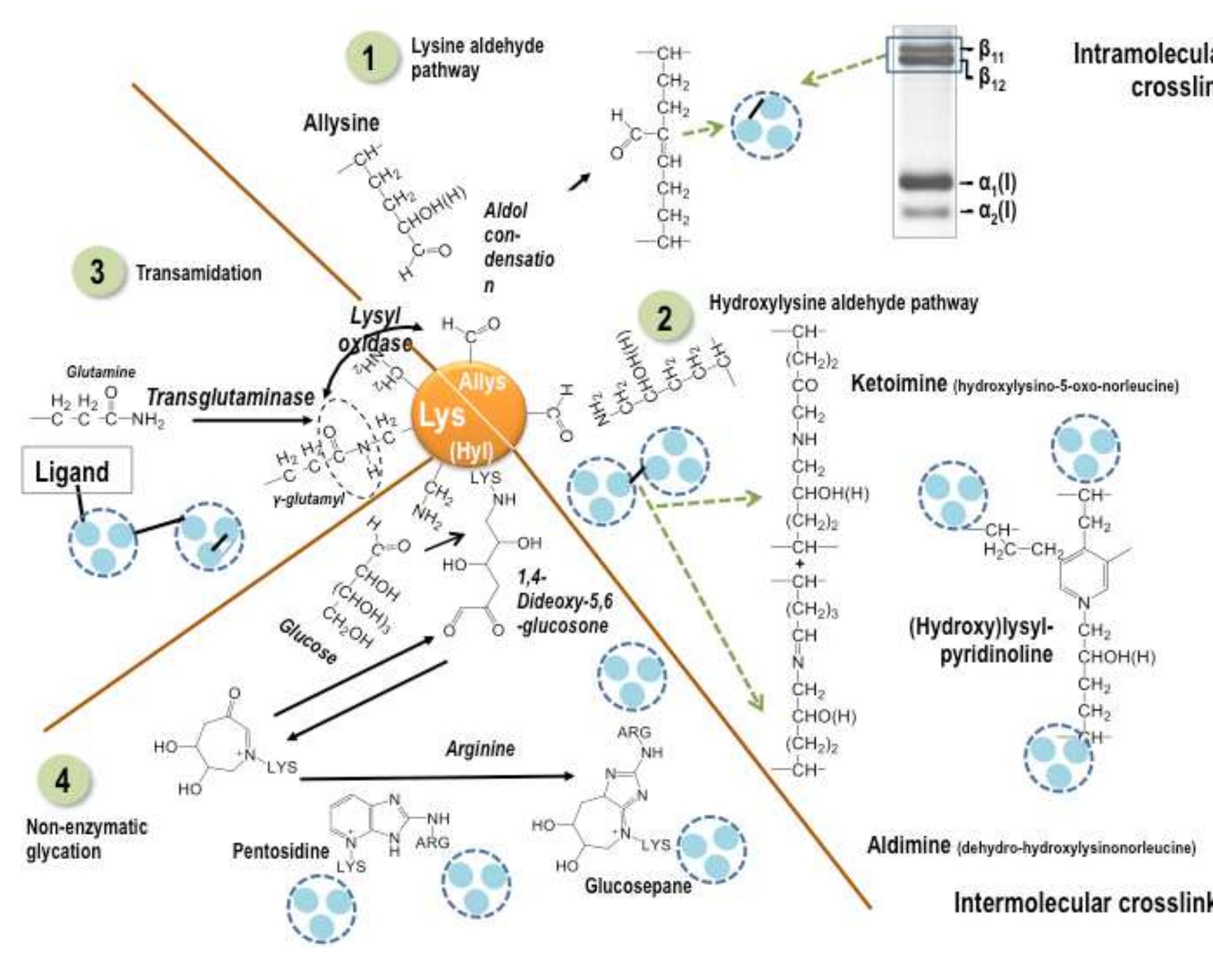 Pentosidine, is formed with ribose.