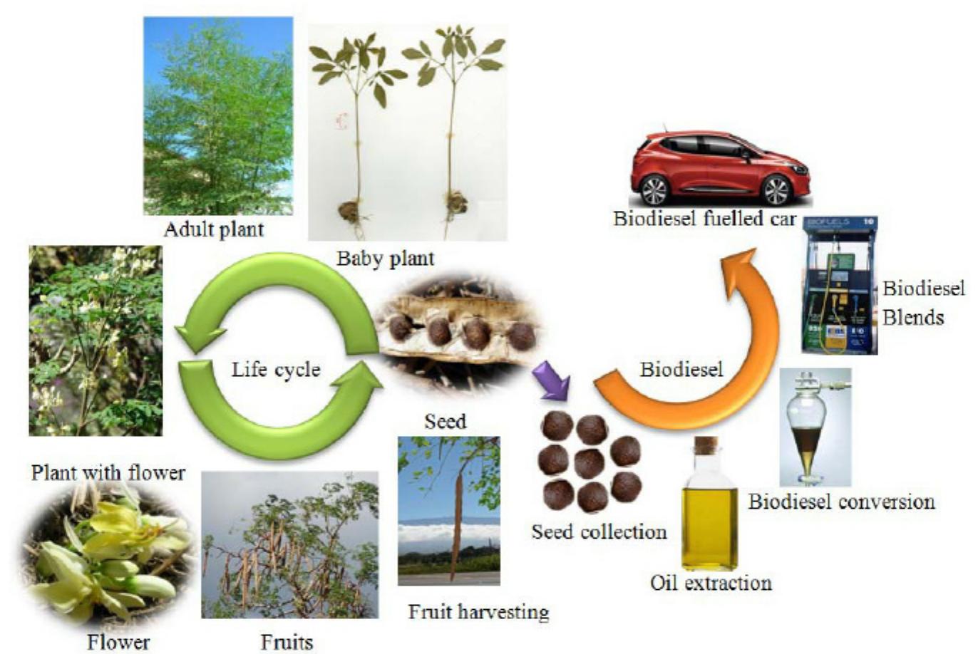 Moringa oliefera life cycle and extraction of oil from seed