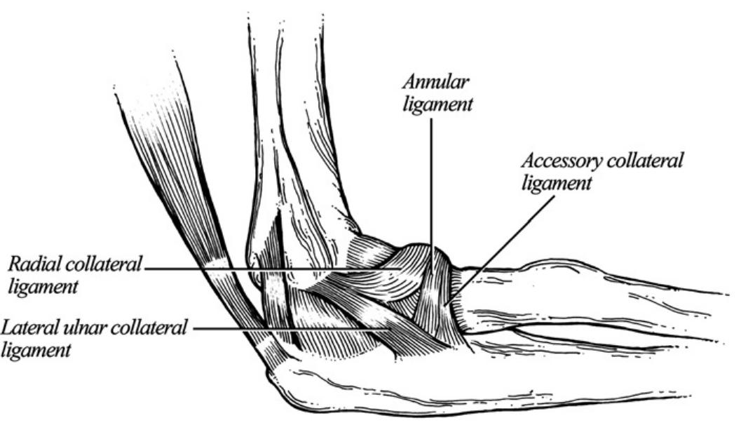 The lateral collateral ligament complex. (adapted from